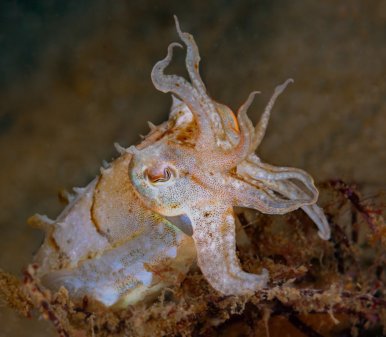 Snappers Underwater Photography Inc