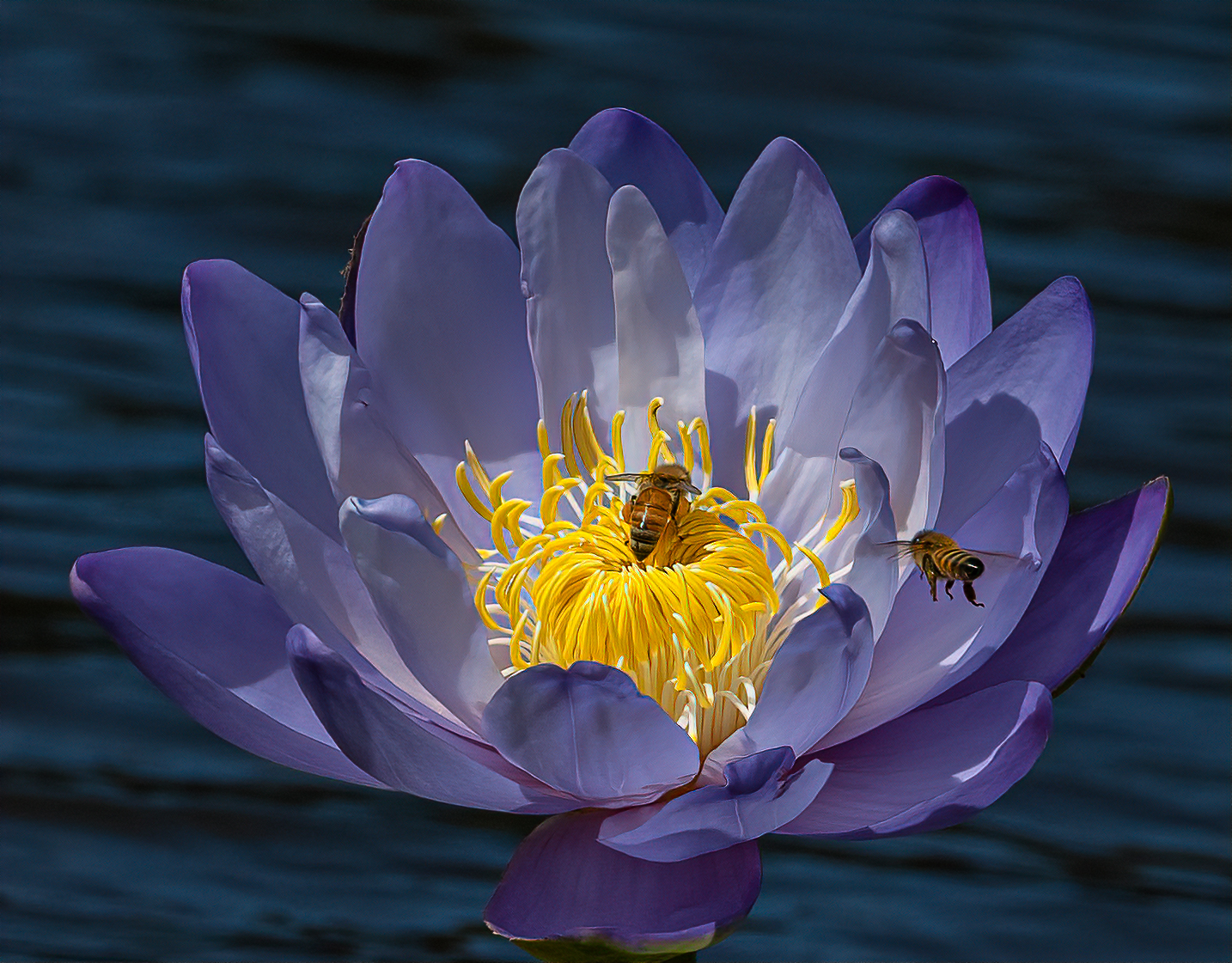 Peninsula Camera Club