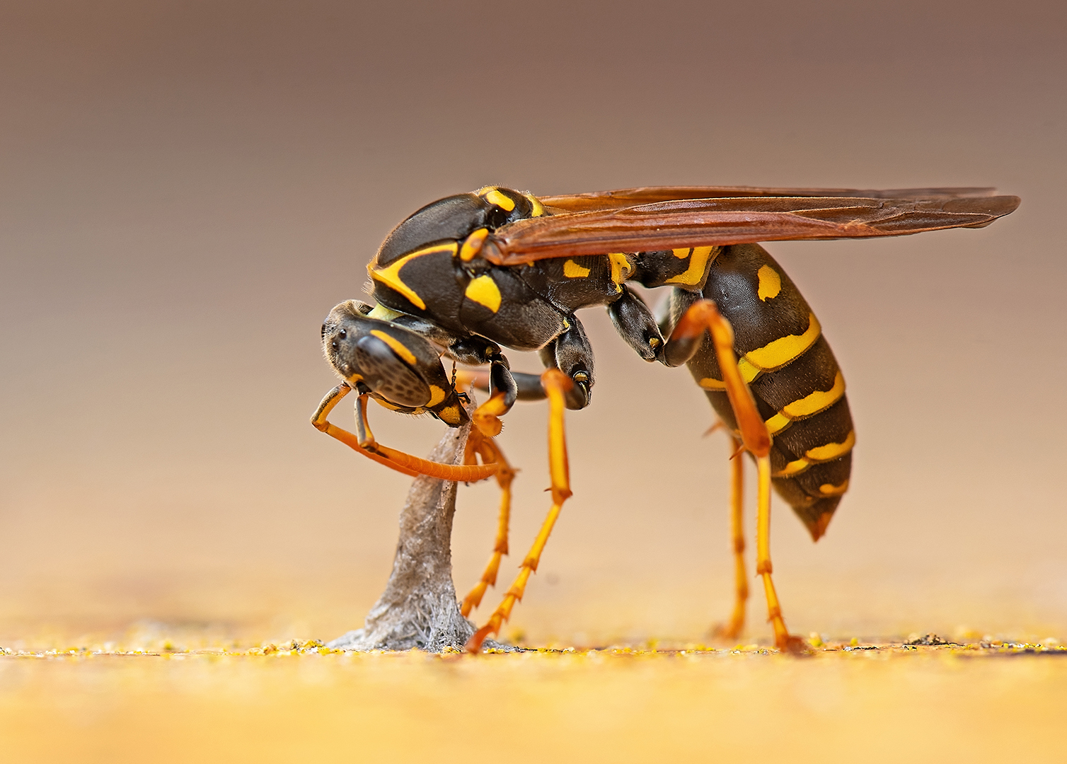 Mawhera National Salon of Photography