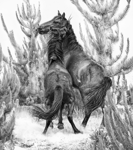 Mawhera National Salon of Photography