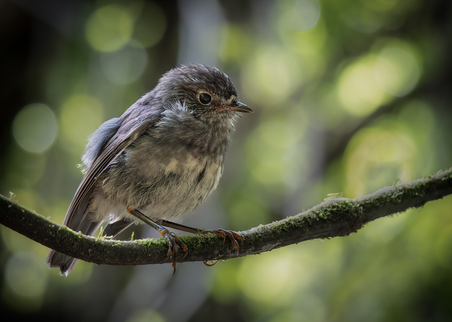 Mawhera National Salon of Photography