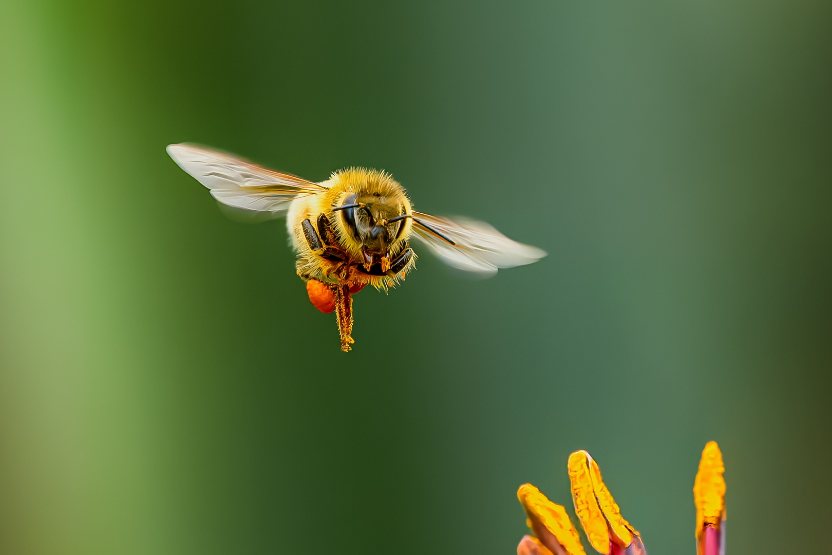 Seddon Shield Area Photography Convention