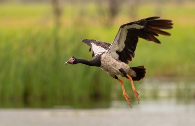 Hornsby Heights Camera Club