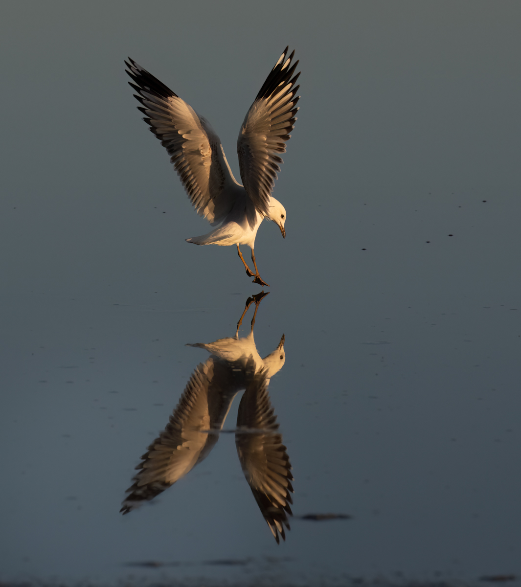 Hornsby Heights Camera Club