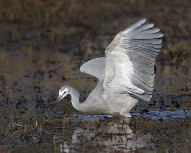Hornsby Heights Camera Club
