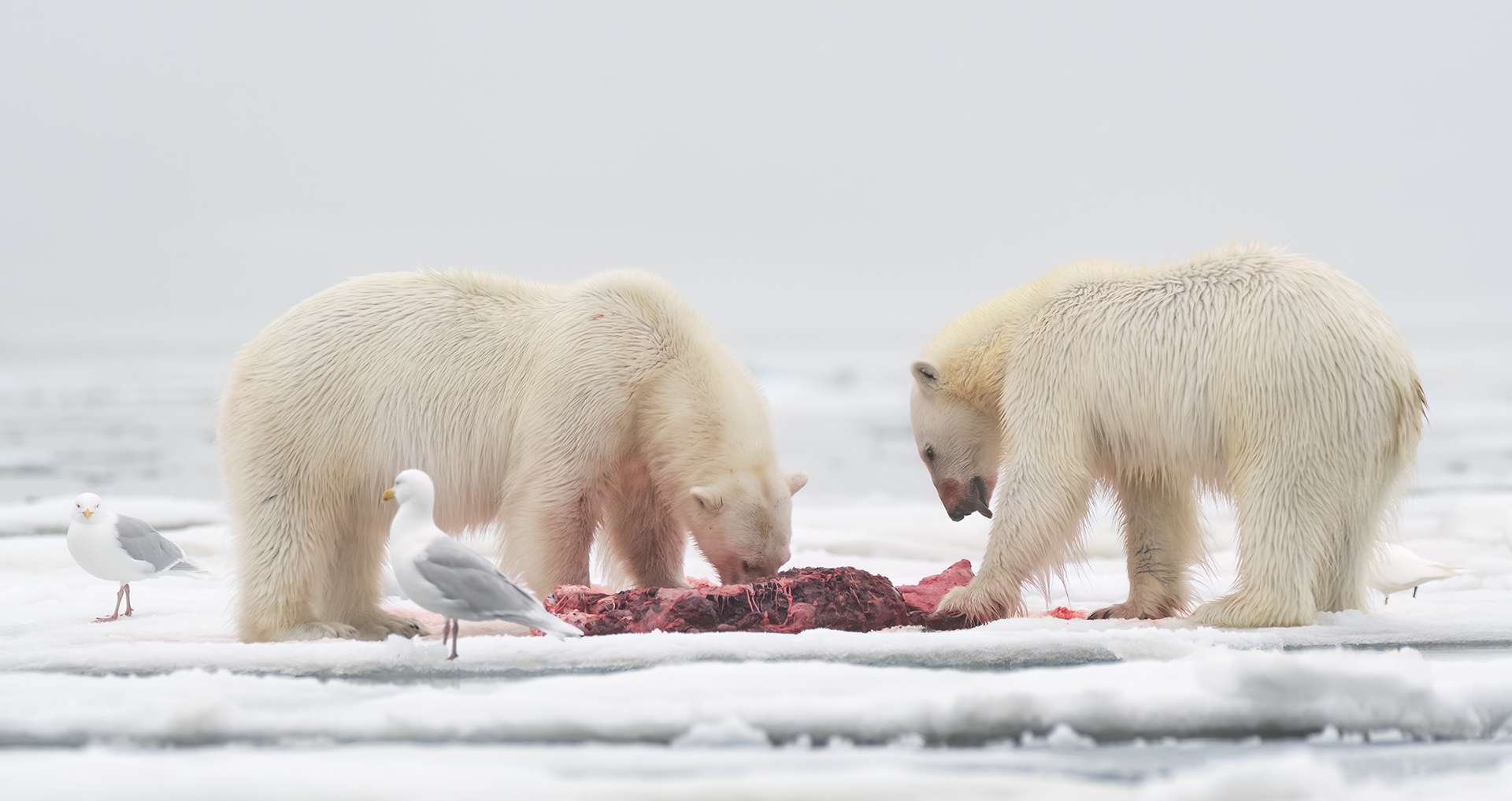Hornsby Heights Camera Club