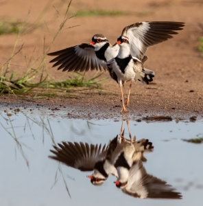 Hornsby Heights Camera Club