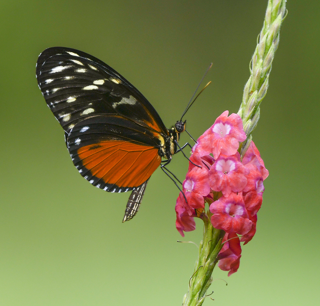 Hornsby Heights Camera Club