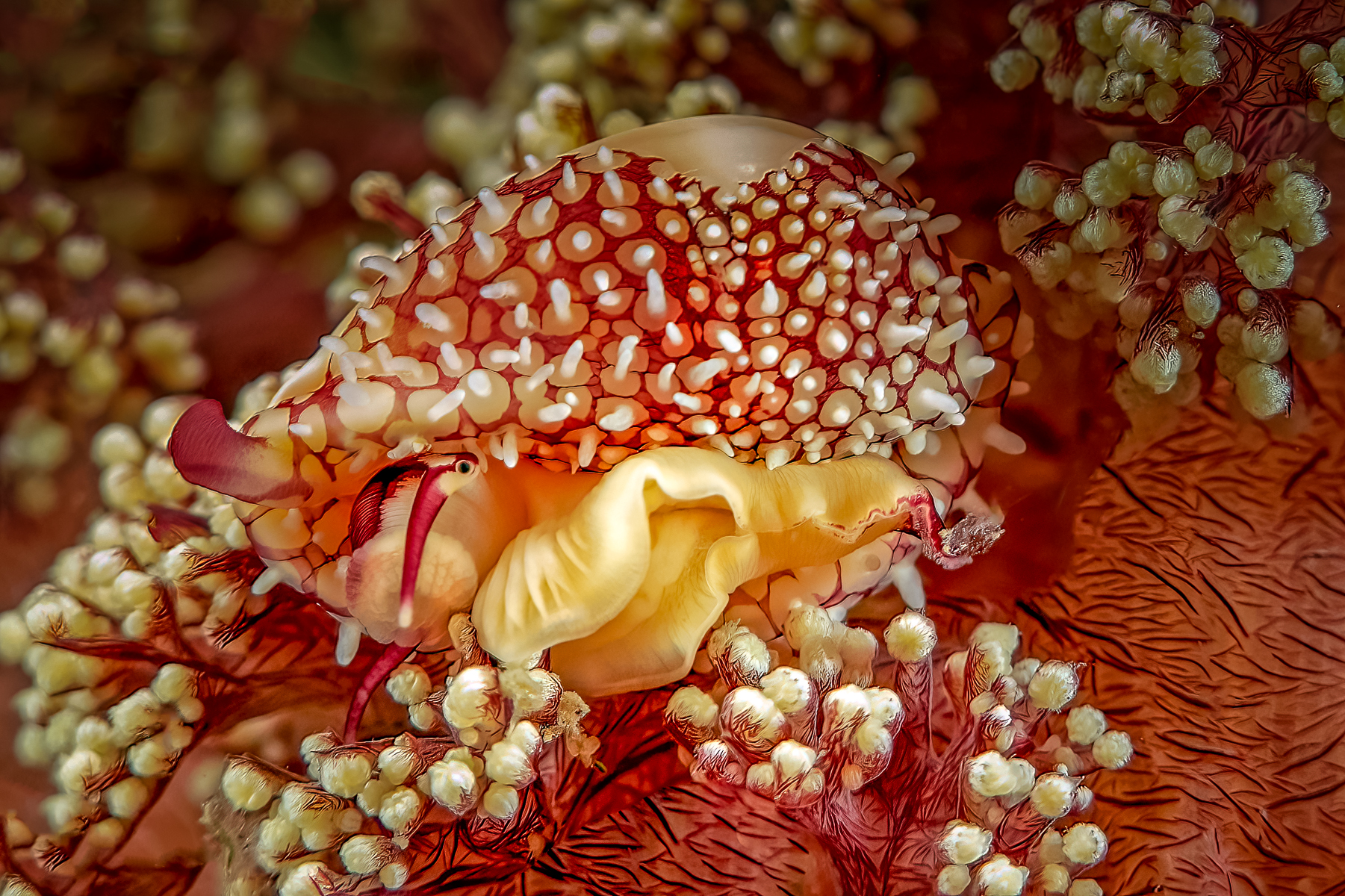 Snappers Underwater Photography Inc