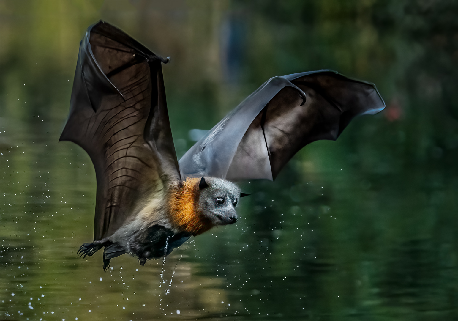 APS National Exhibition Nature