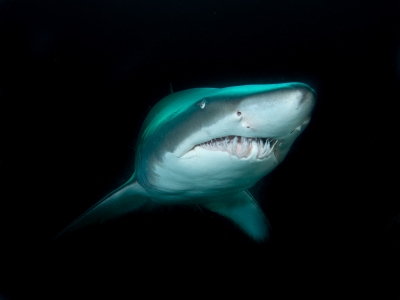 Snappers Underwater Photography Inc