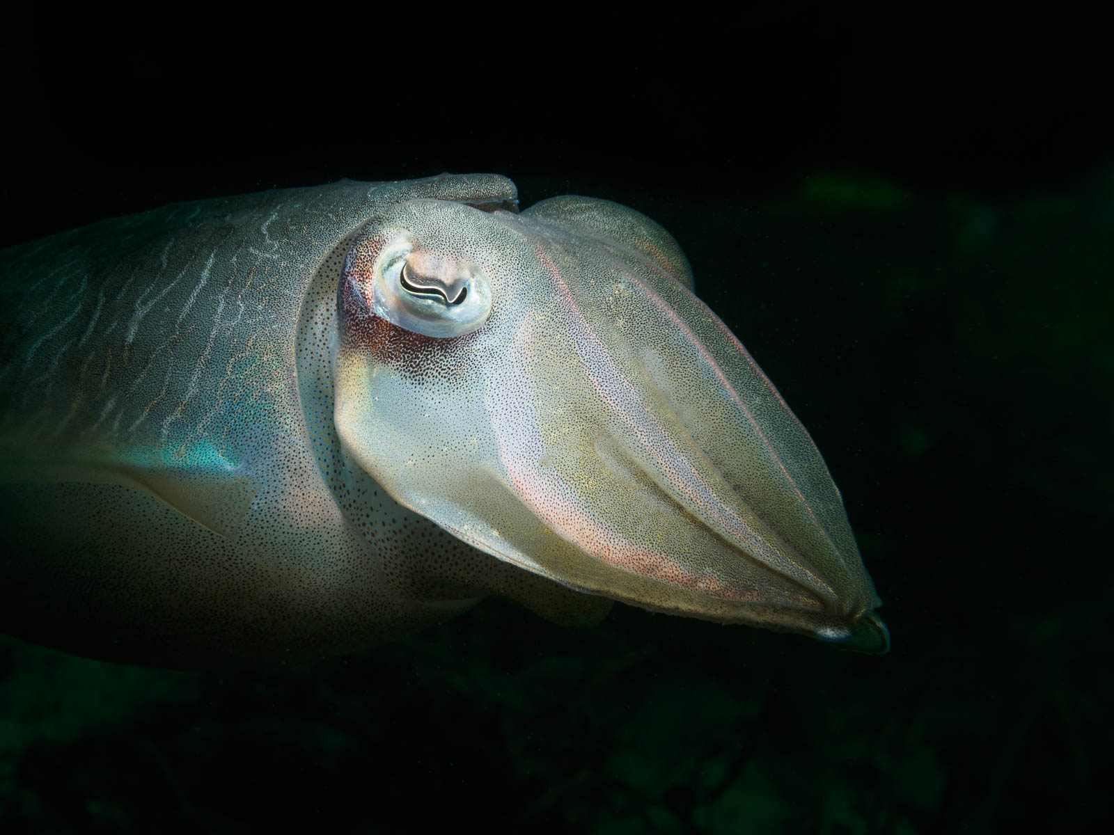 Snappers Underwater Photography Inc