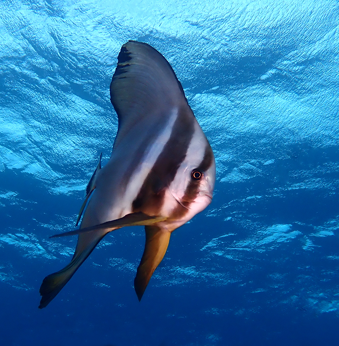 Snappers Underwater Photography Inc