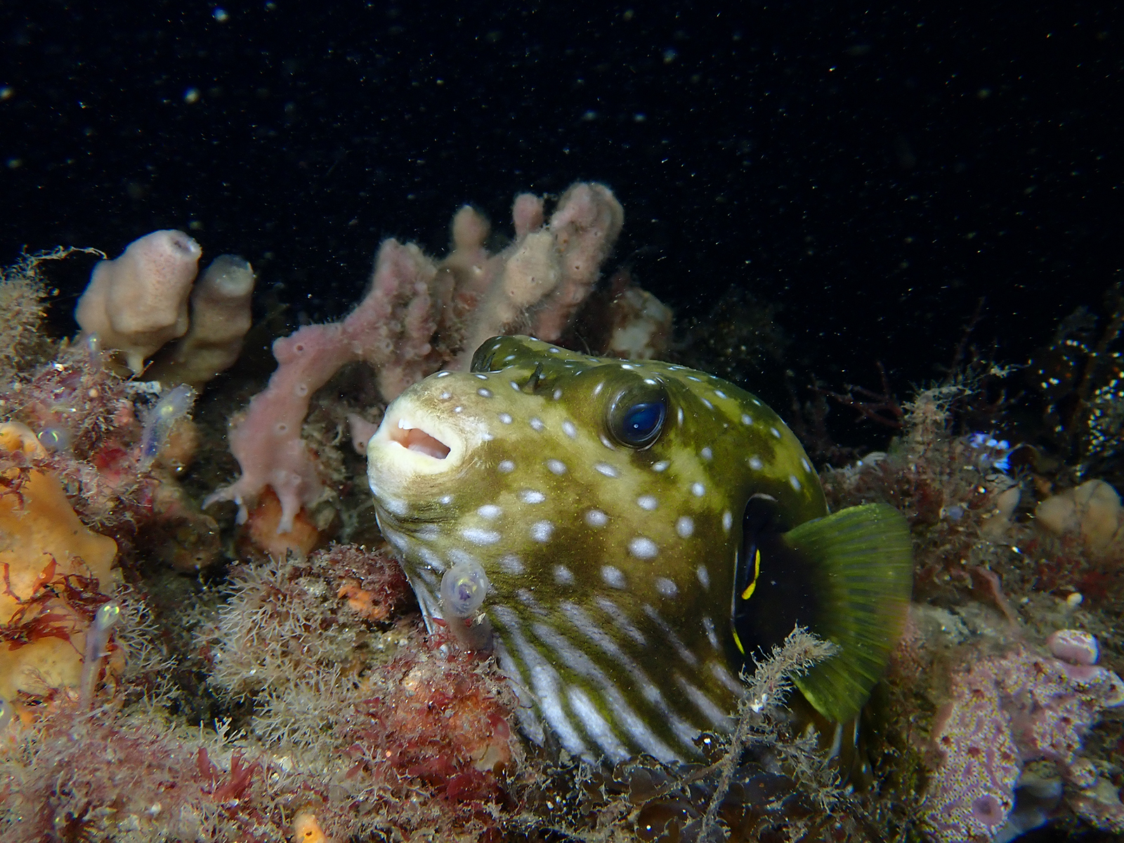 Snappers Underwater Photography Inc