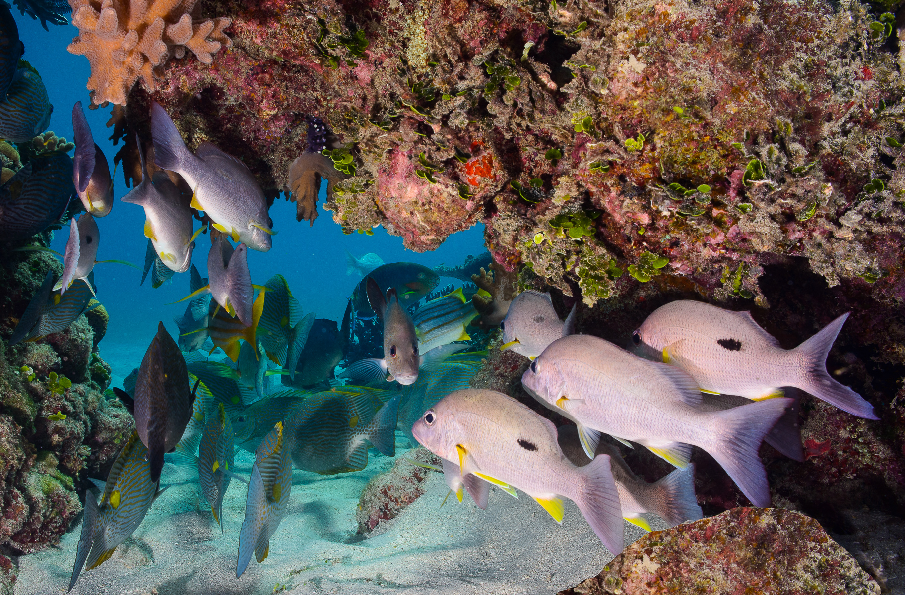 Snappers Underwater Photography Inc