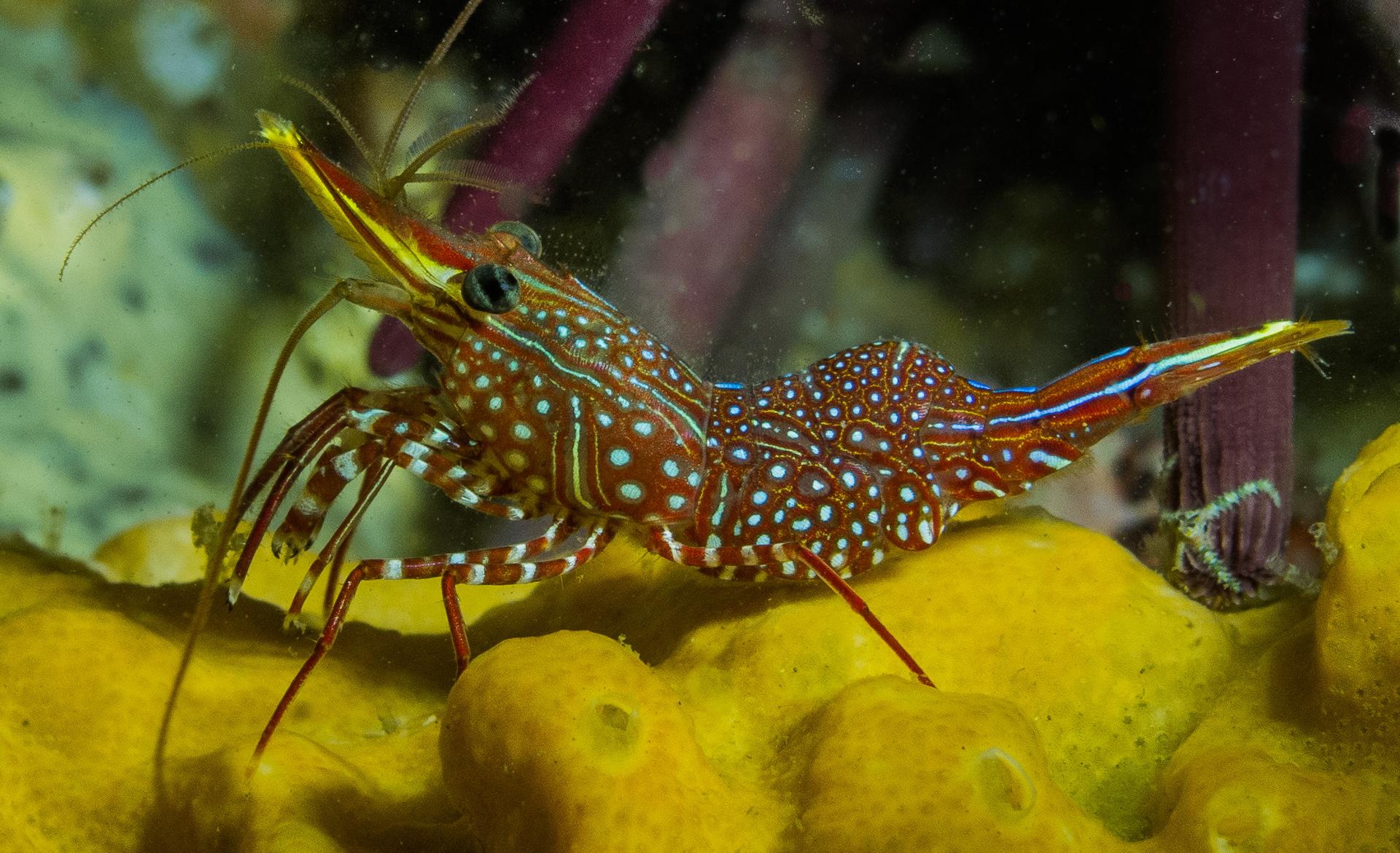 Snappers Underwater Photography Inc