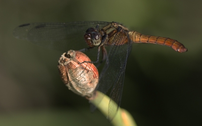 Hornsby Heights Camera Club