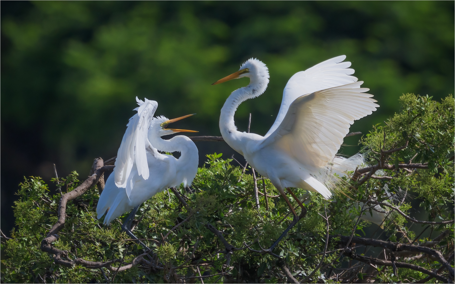 Peninsula Camera Club