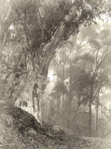 Hornsby Heights Camera Club