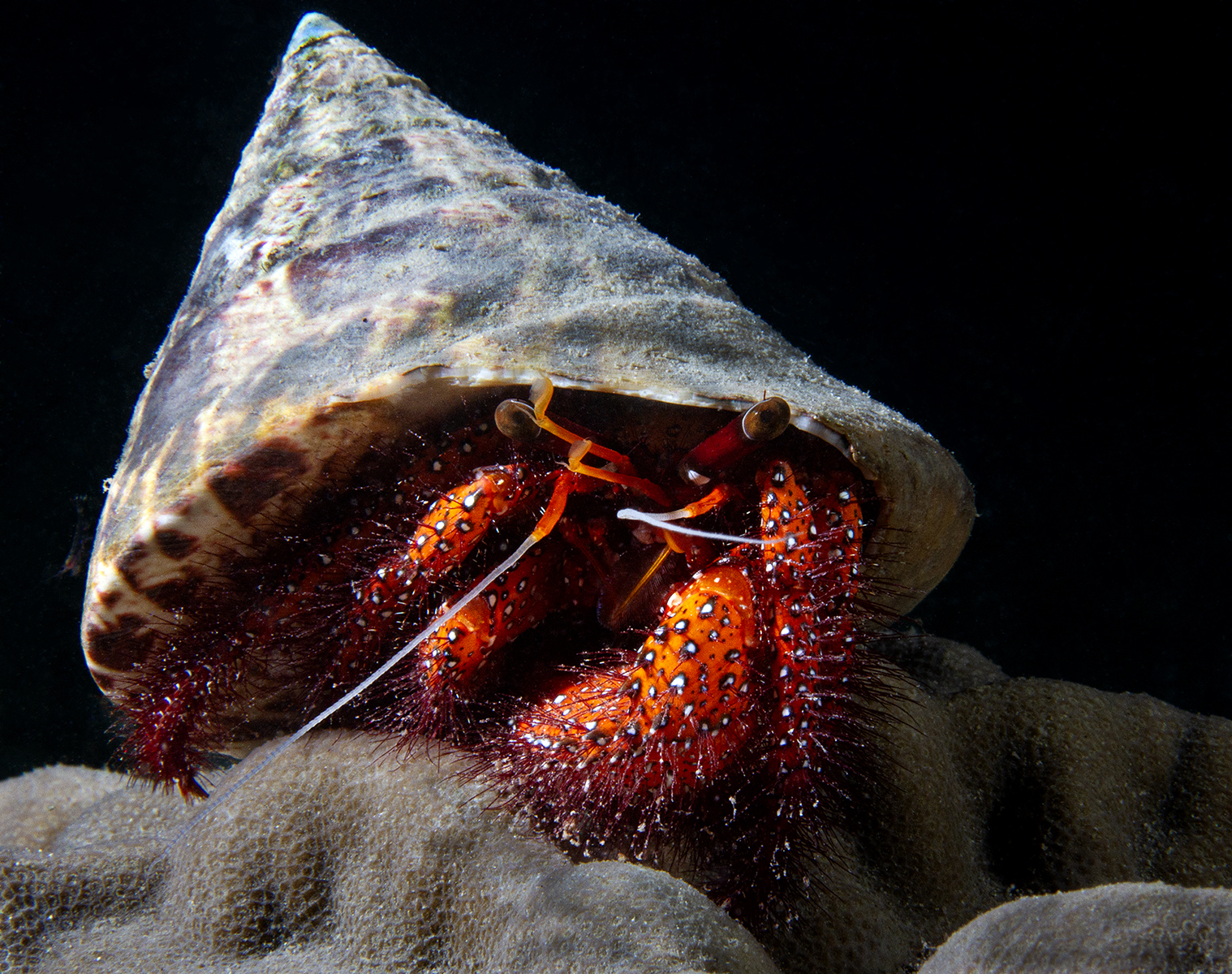 Snappers Underwater Photography Inc