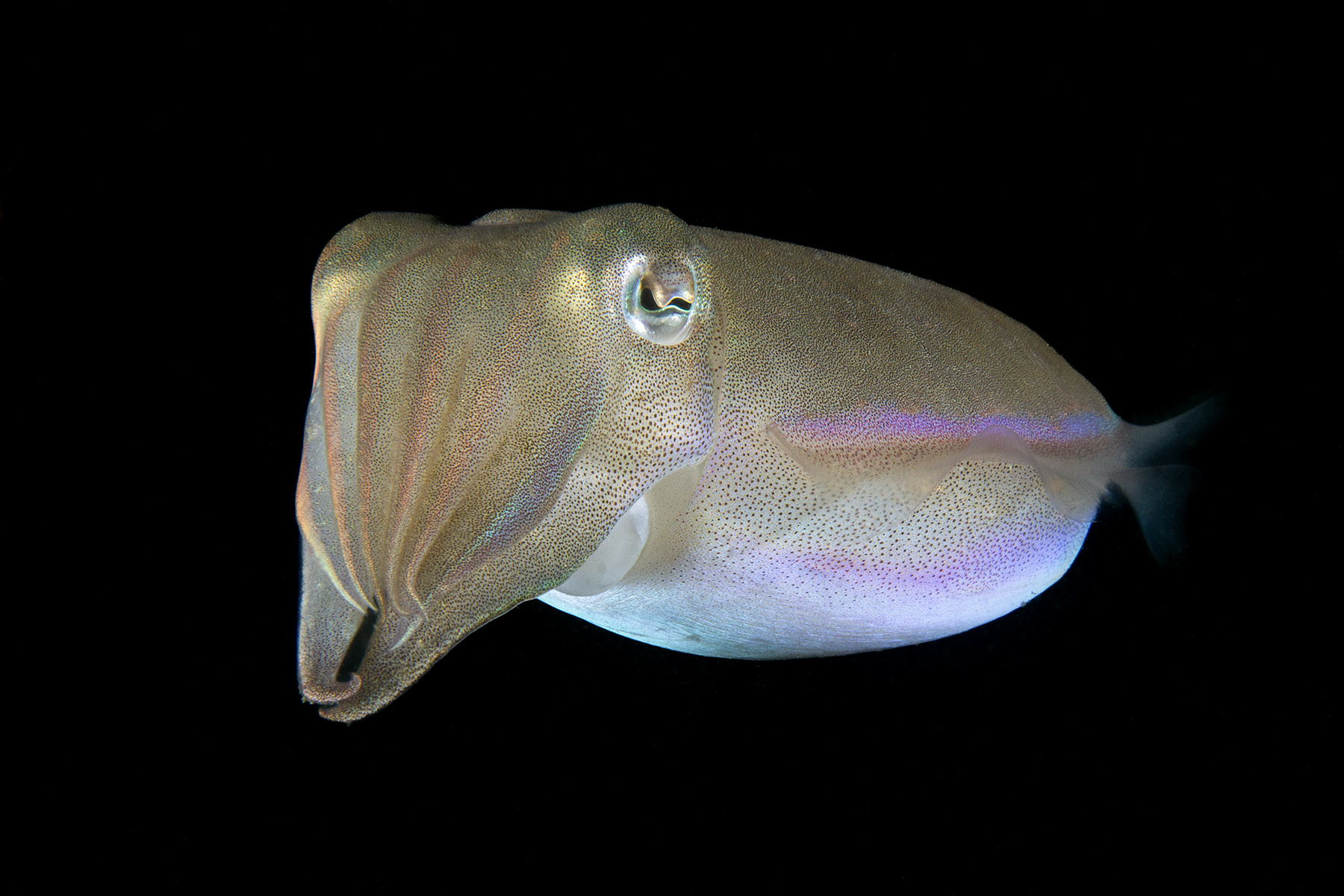 Snappers Underwater Photography Inc