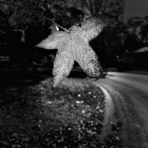 Southern Highlands Photographic Society