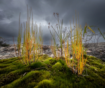 Southern Highlands Photographic Society