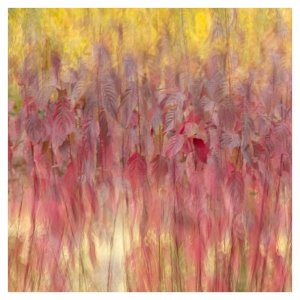 Southern Highlands Photographic Society