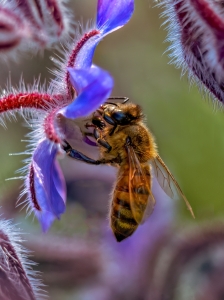 Southern Highlands Photographic Society