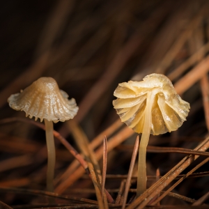 Photography Group of Bunbury