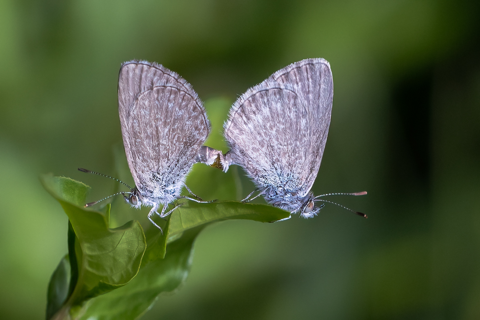 Mawhera National Salon of Photography
